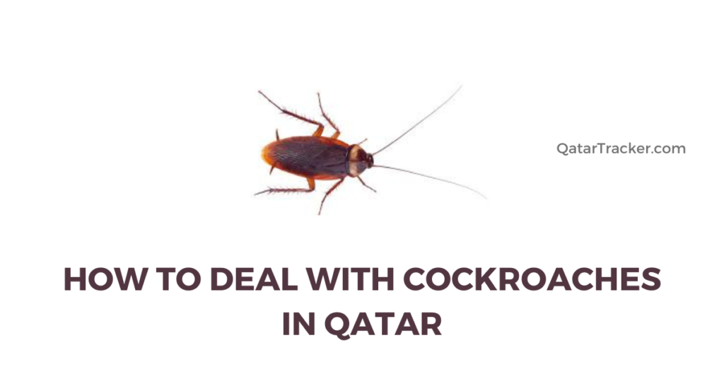 How to deal with cockroaches in Qatar